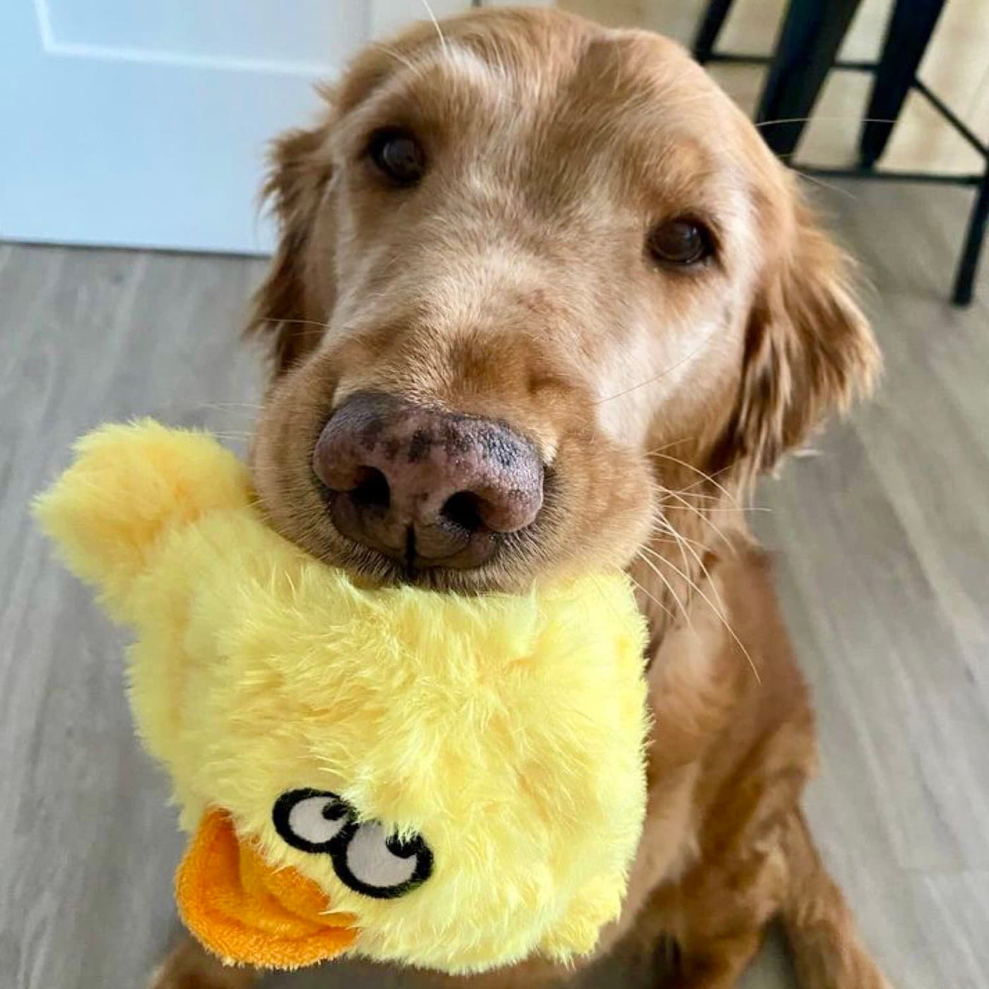 Design Your Own 2 in 1 Dog Toy