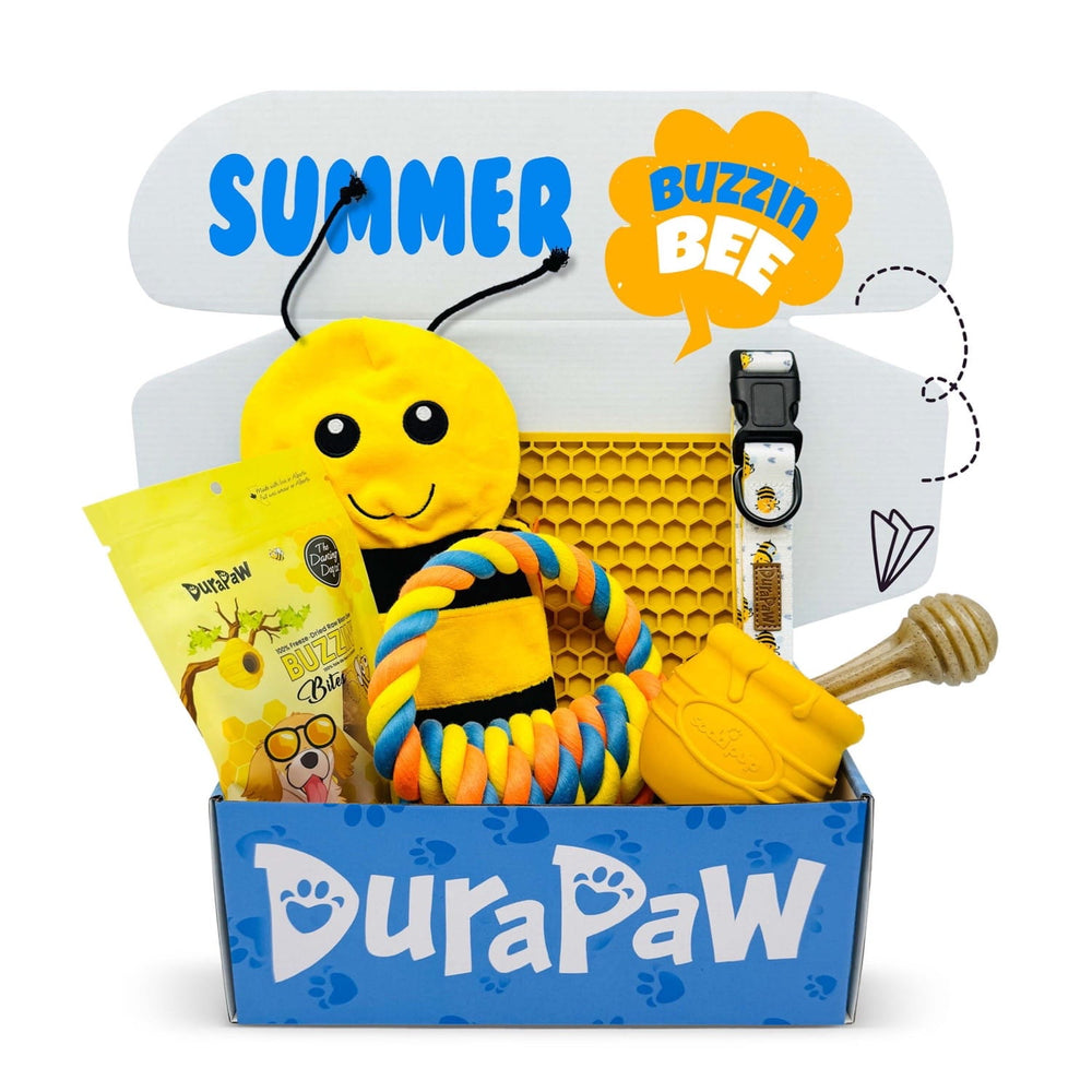 Deluxe Buzzin Bee Summer Themed Dog Box