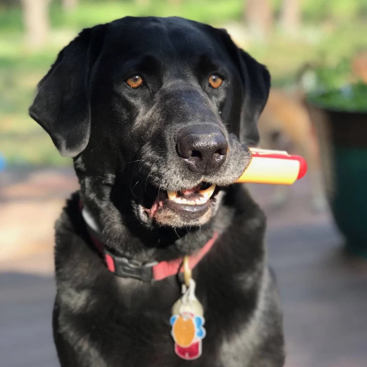 DuraPaw - Super Tough Hot Dog Nylon Dog Chew Toy